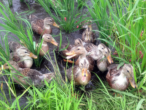 20130623_aigamo_aigamo-thumb-500×375-3804.jpg | 肝付町観光協会